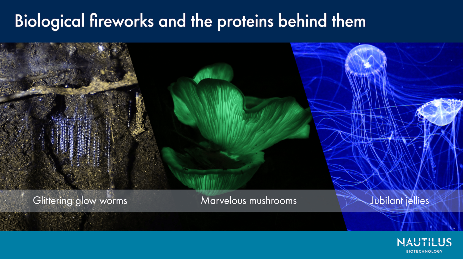 Celebrating the biological fireworks that make the natural world and ...