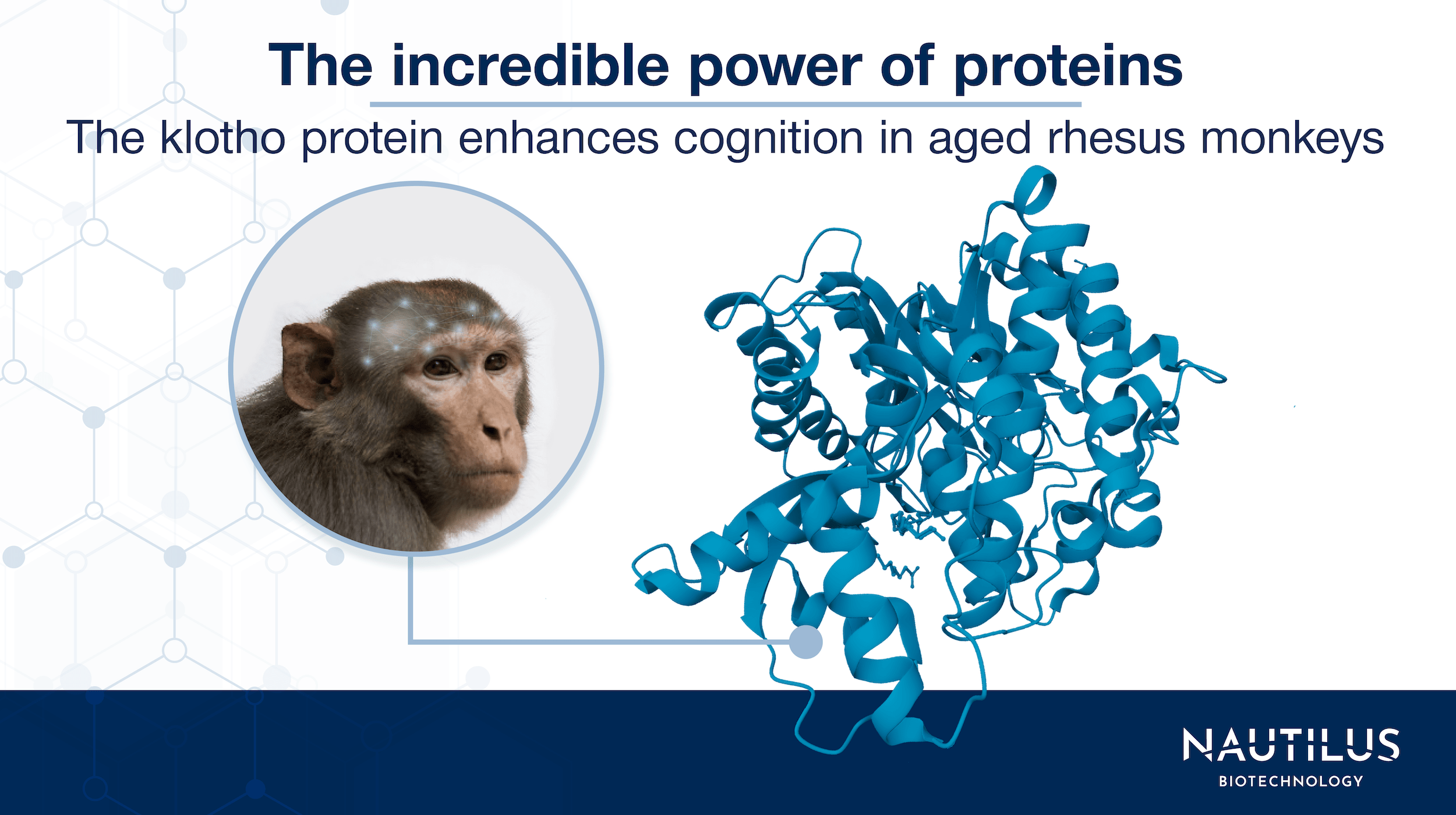 The incredible power of proteins: The klotho protein enhances cognition in aged monkeys ...